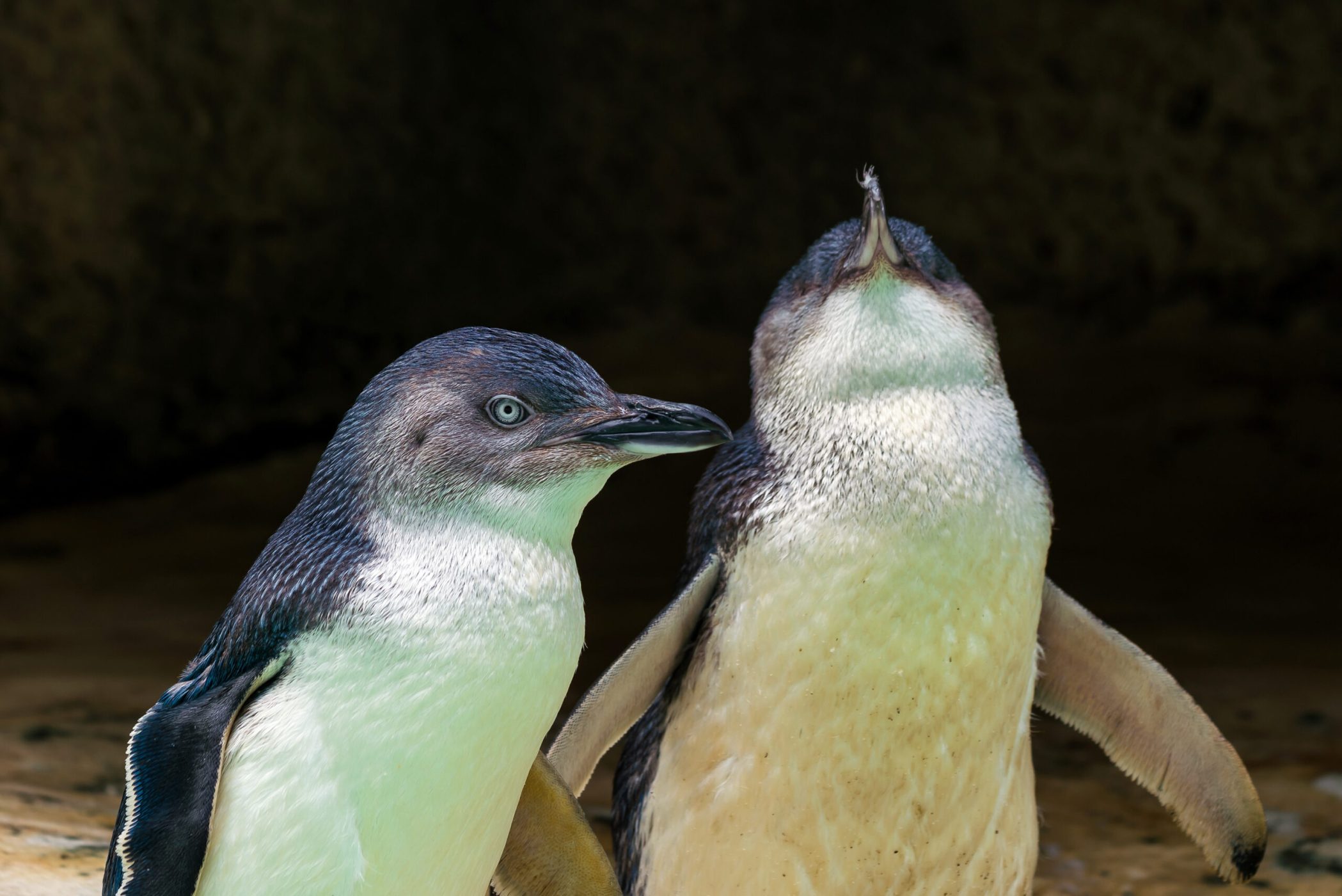 Penguins & Phillip Island Tour | Mark's Melbourne Private Tours